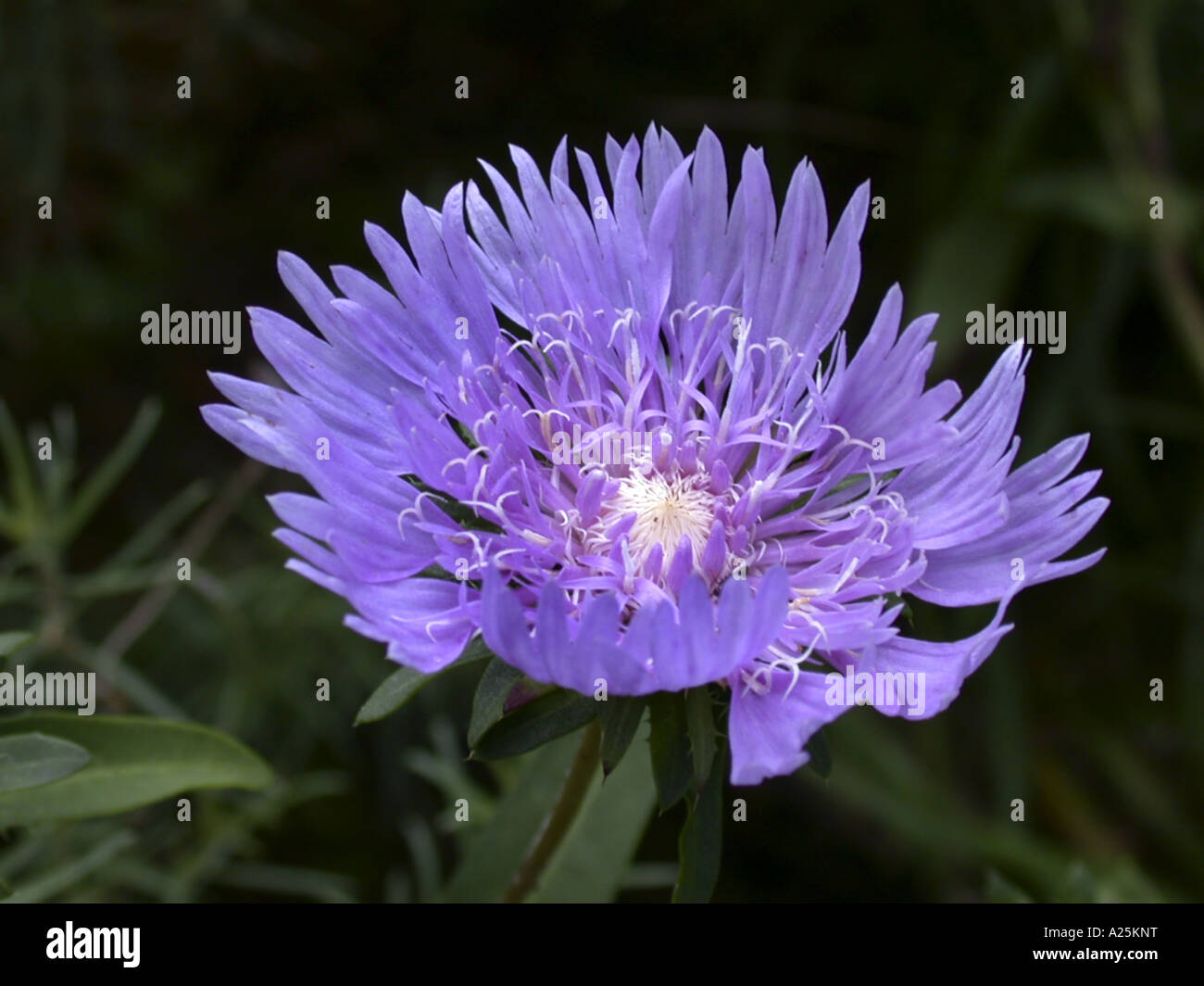 Stokes Aster, Stoke's Aster (Stokesia laevis), inflorescence Stock ...