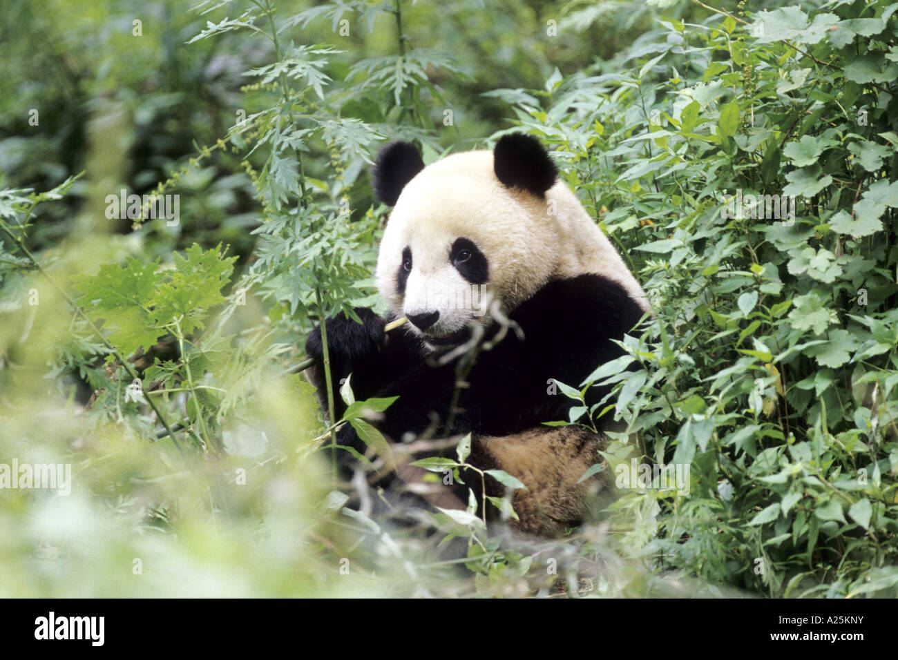 Panda And Conservation Symbol Stock Photos & Panda And Conservation ...