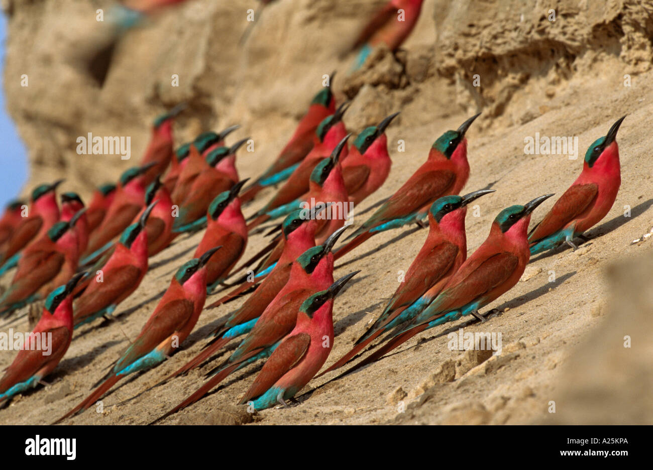Carmine bee-eaters at rest below nest sites in river bank. luangwa ...