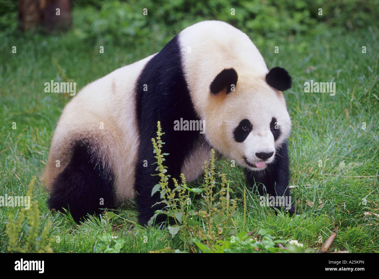 giant panda (Ailuropoda melanoleuca), adult panda in the research ...