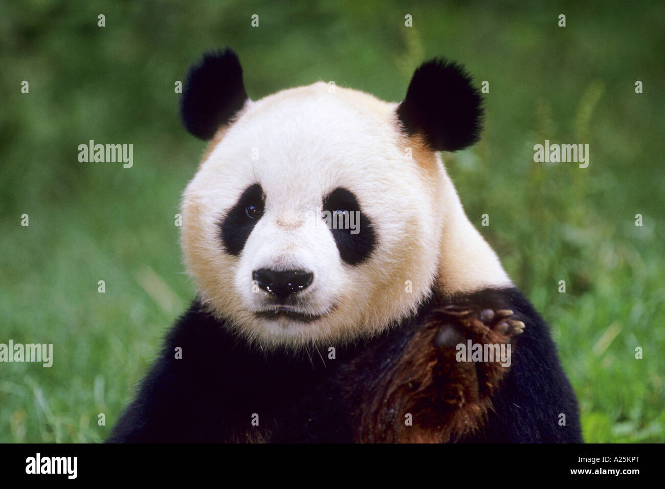 National Animal Of China