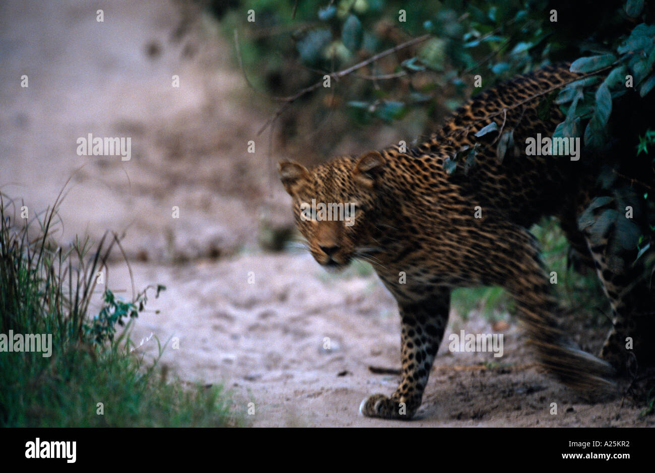 Female Leopard On The Move Scent Marking Her Territory South Luangwa