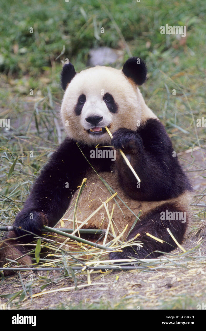 giant panda (Ailuropoda melanoleuca), two years old panda feeding ...