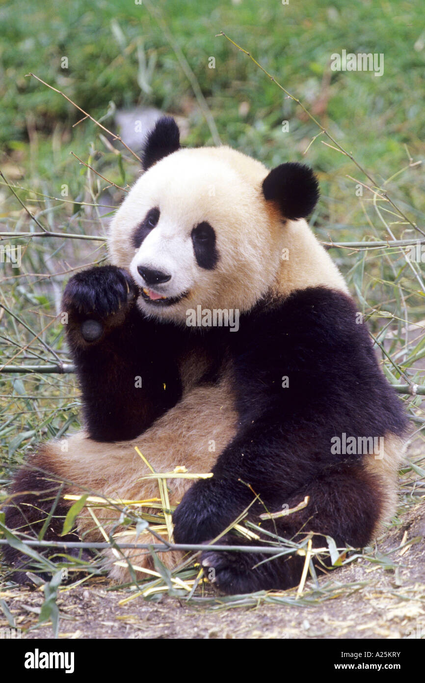 giant panda (Ailuropoda melanoleuca), two years old panda feeding ...