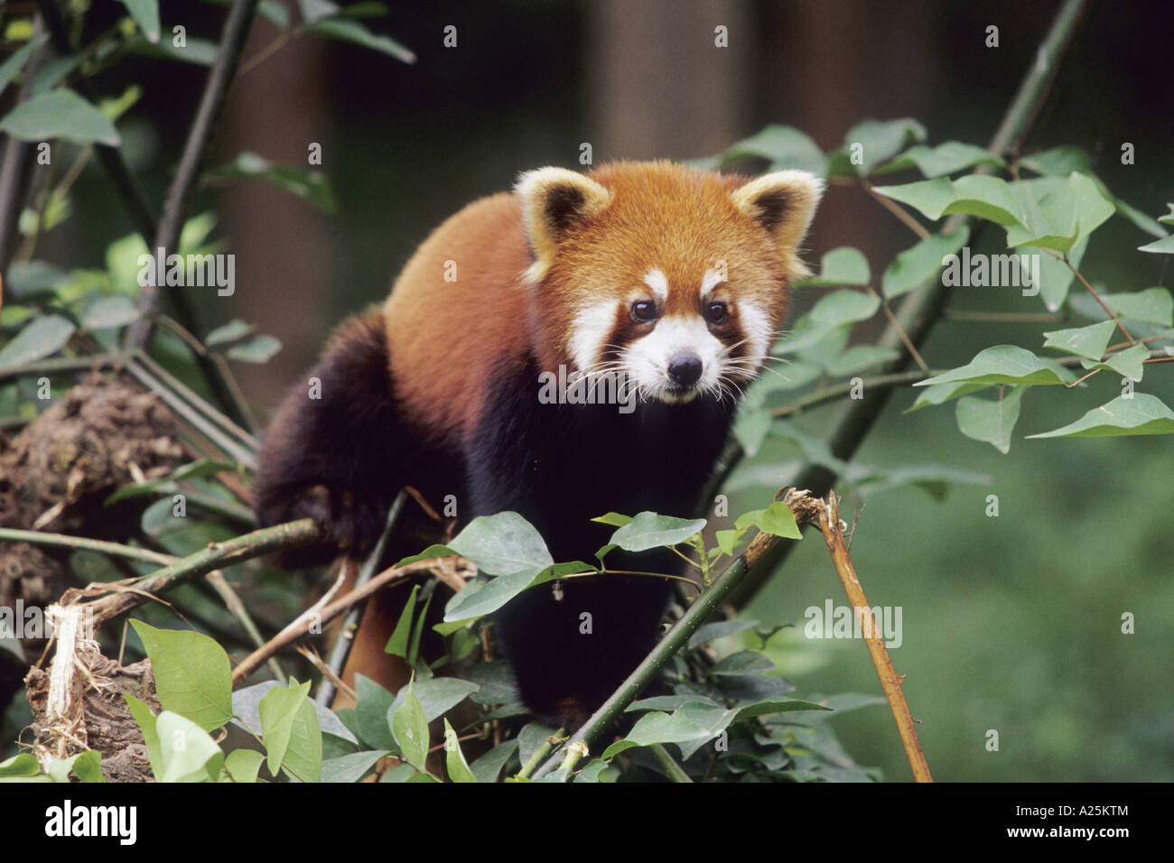 Indian Red Panda