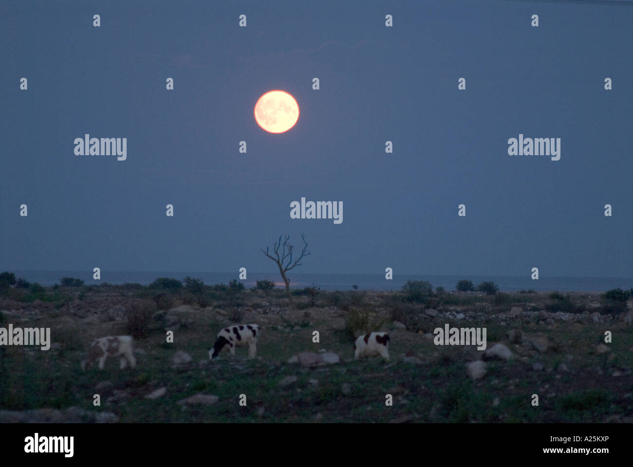 Full moon over baltic hi-res stock photography and images - Alamy