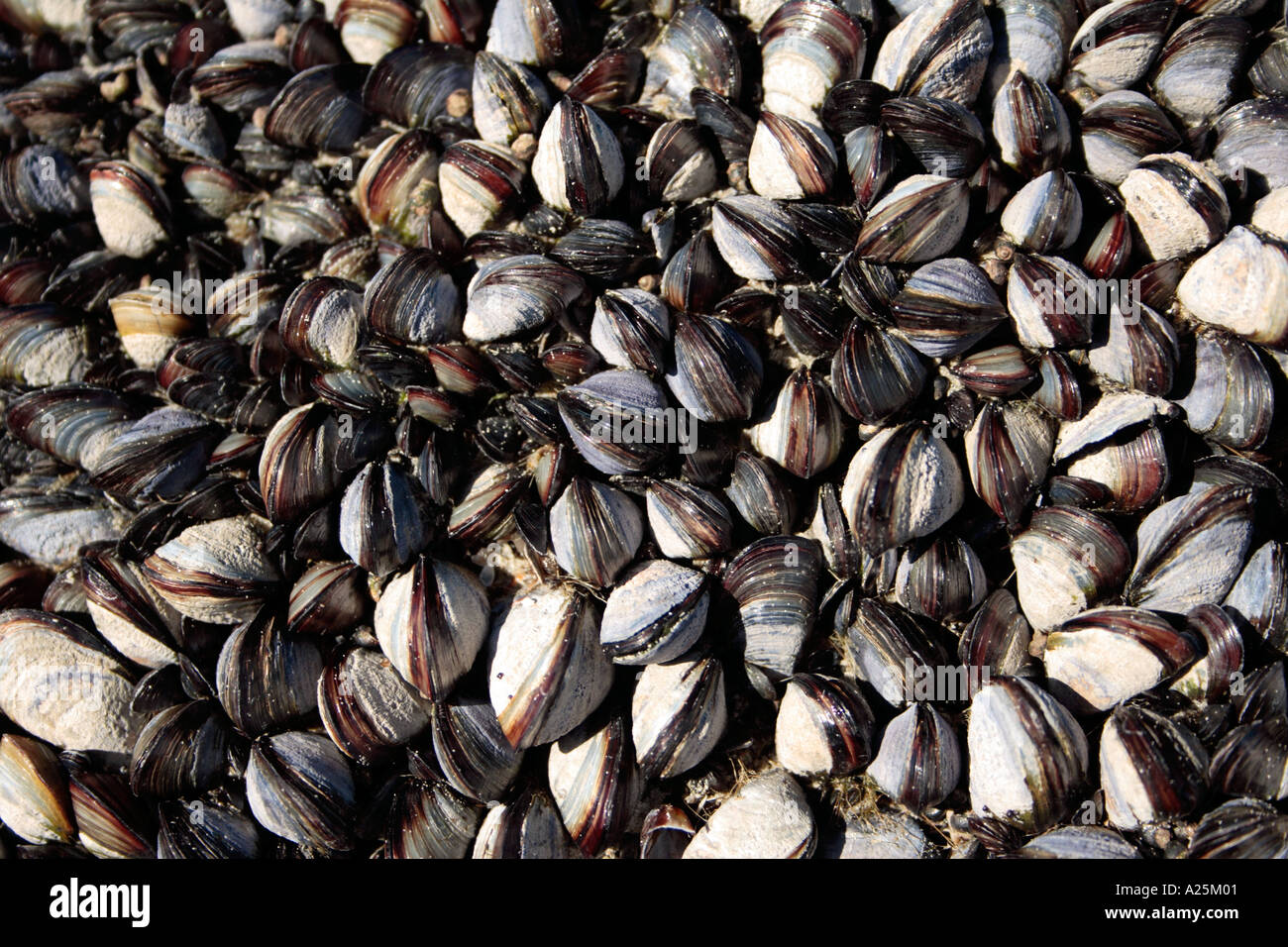 Mussel mussels shellfish on beach Stock Photo - Alamy
