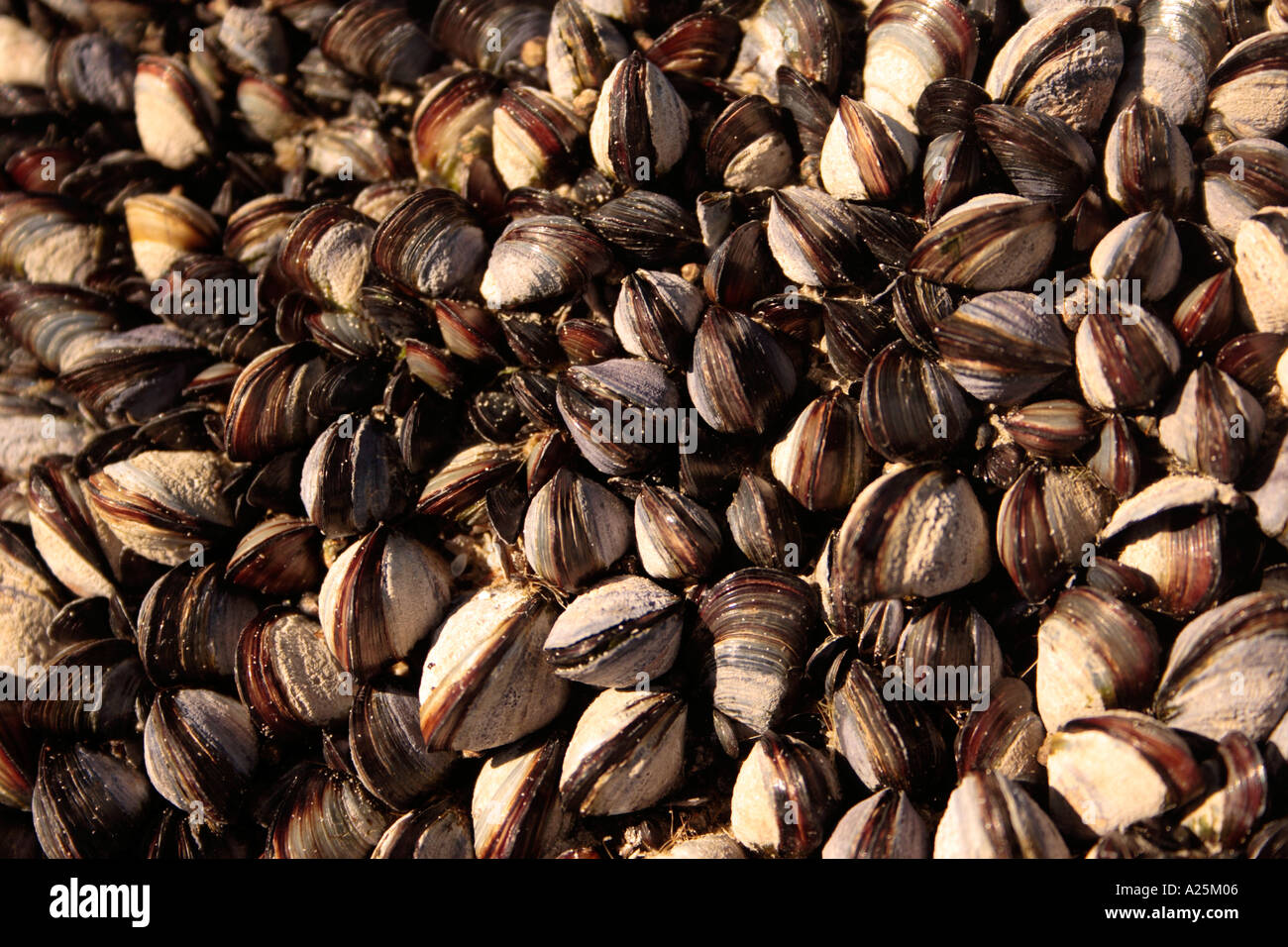 Mussel mussels shellfish on beach South Africa Stock Photo - Alamy
