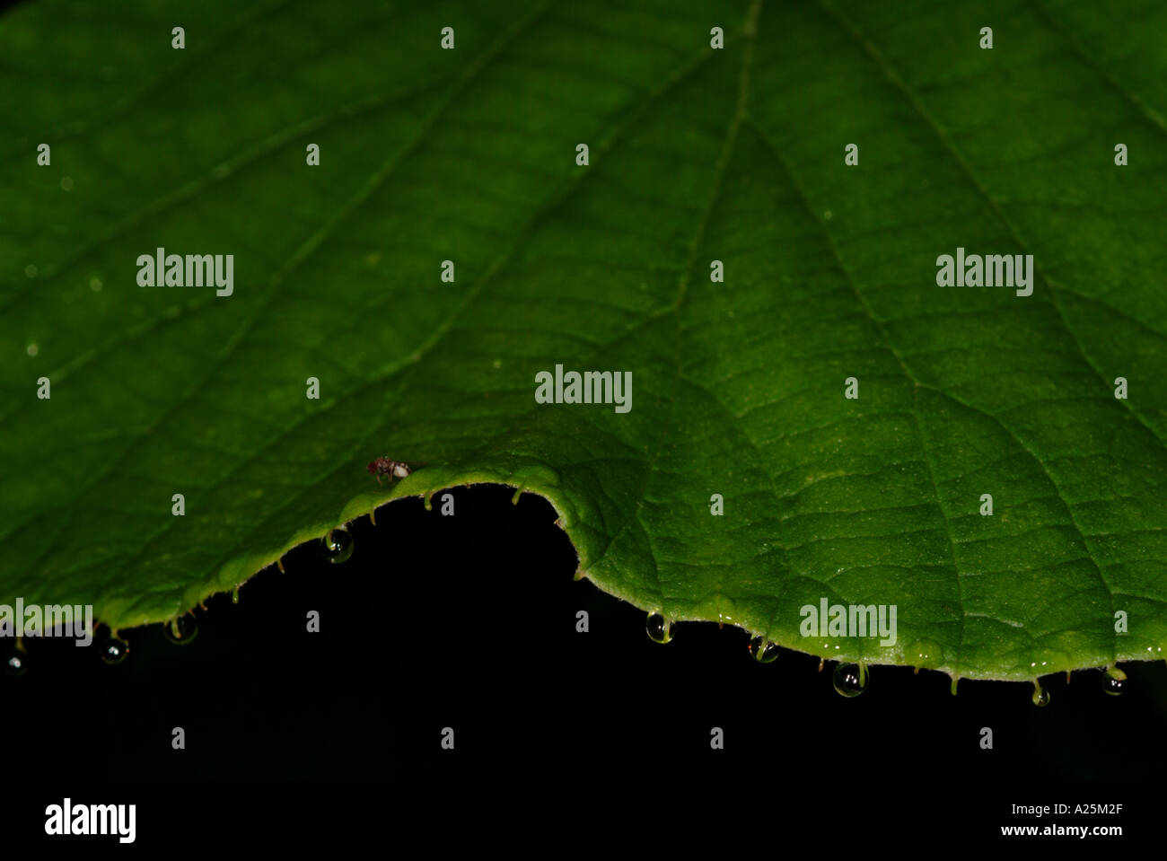 Kiwi fruit leaf with morning dew and small insect Stock Photo - Alamy