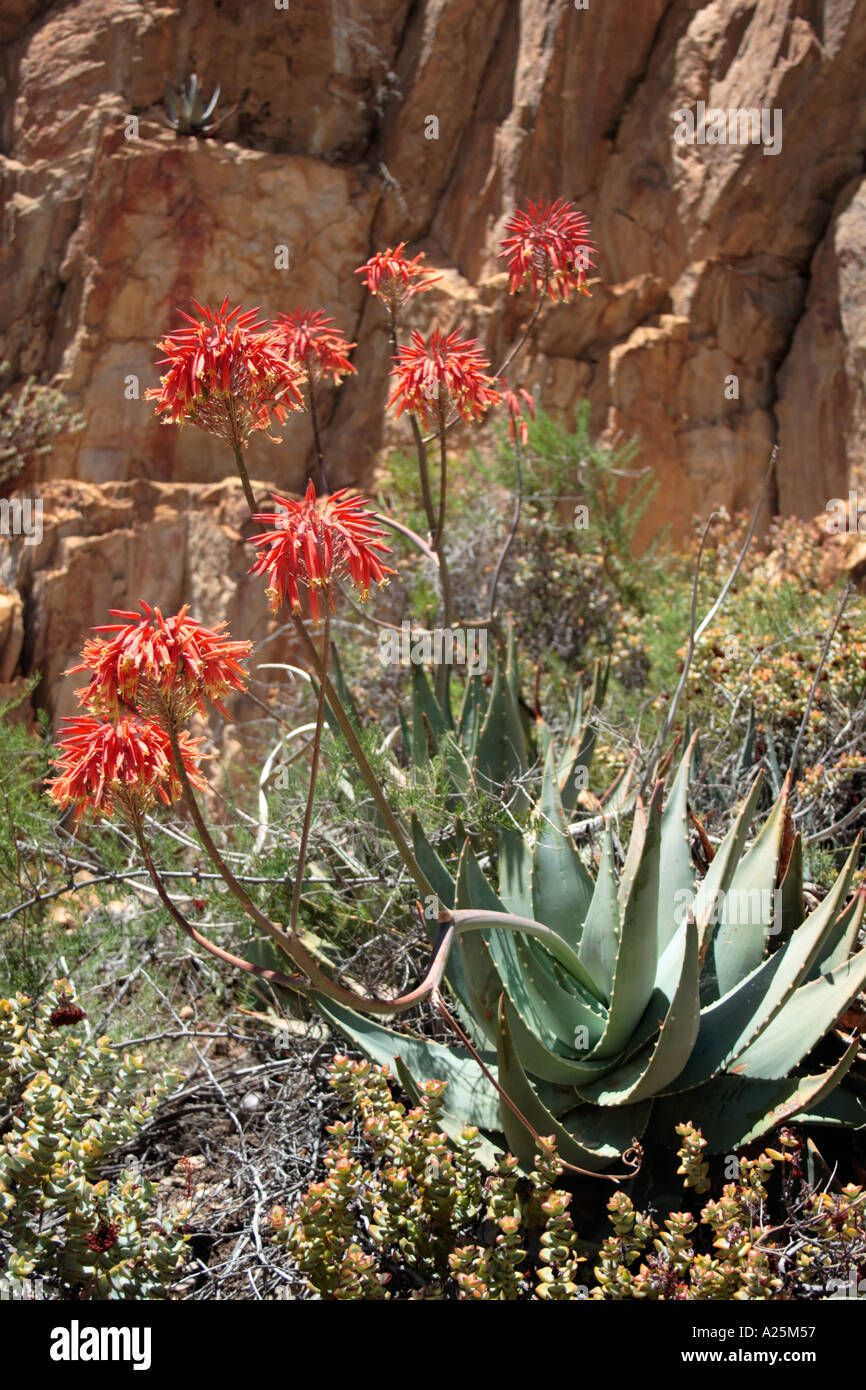 Succulent Coral Aloe Striata flower South Africa Stock Photo - Alamy