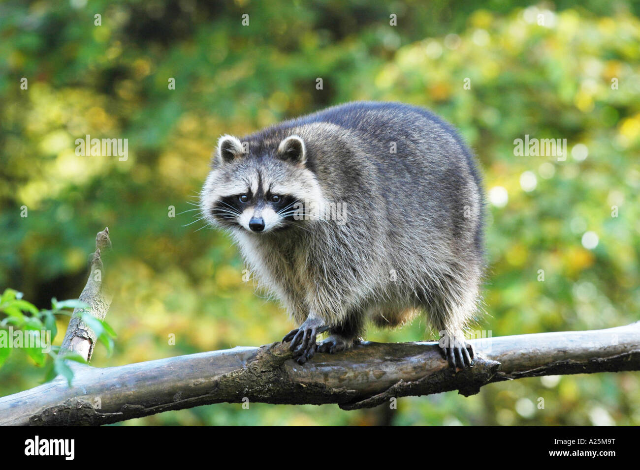common raccoon (Procyon lotor), standing on branch, USA, Florida ...
