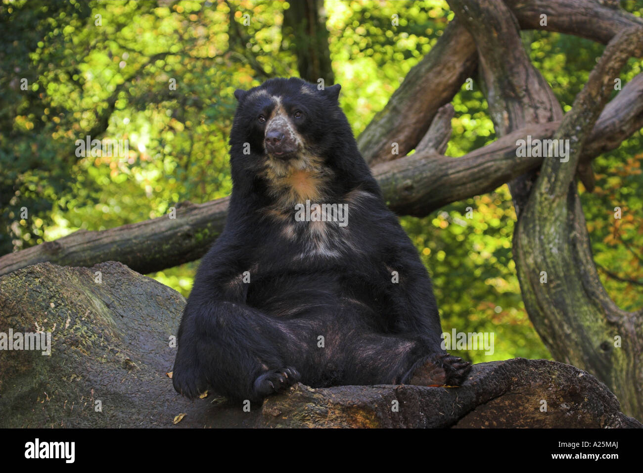 Spectacled bear tremarctos ornatus in tree hi-res stock photography and ...