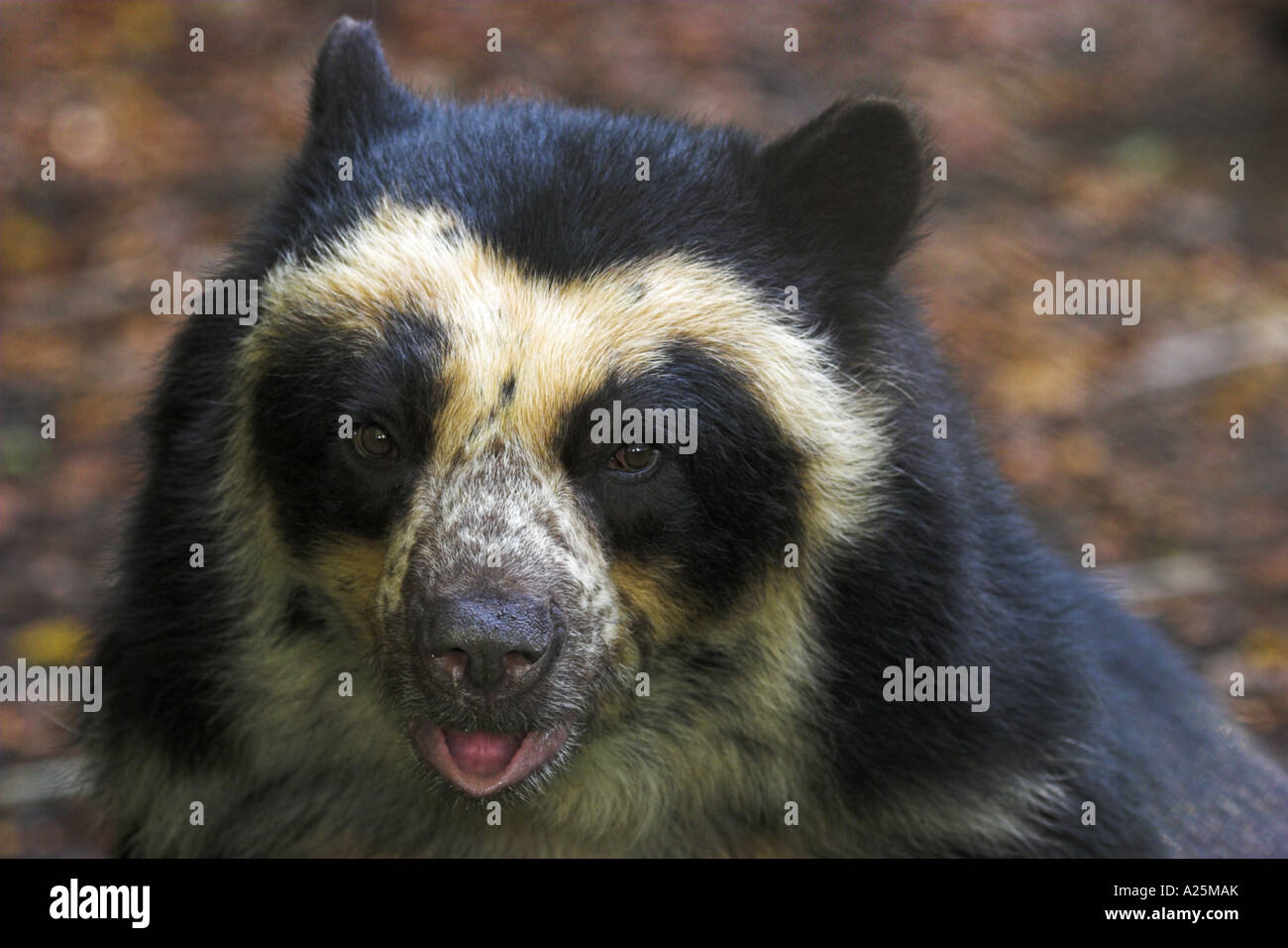 spectacled bear, Andean bear (Tremarctos ornatus), portrait Stock Photo ...