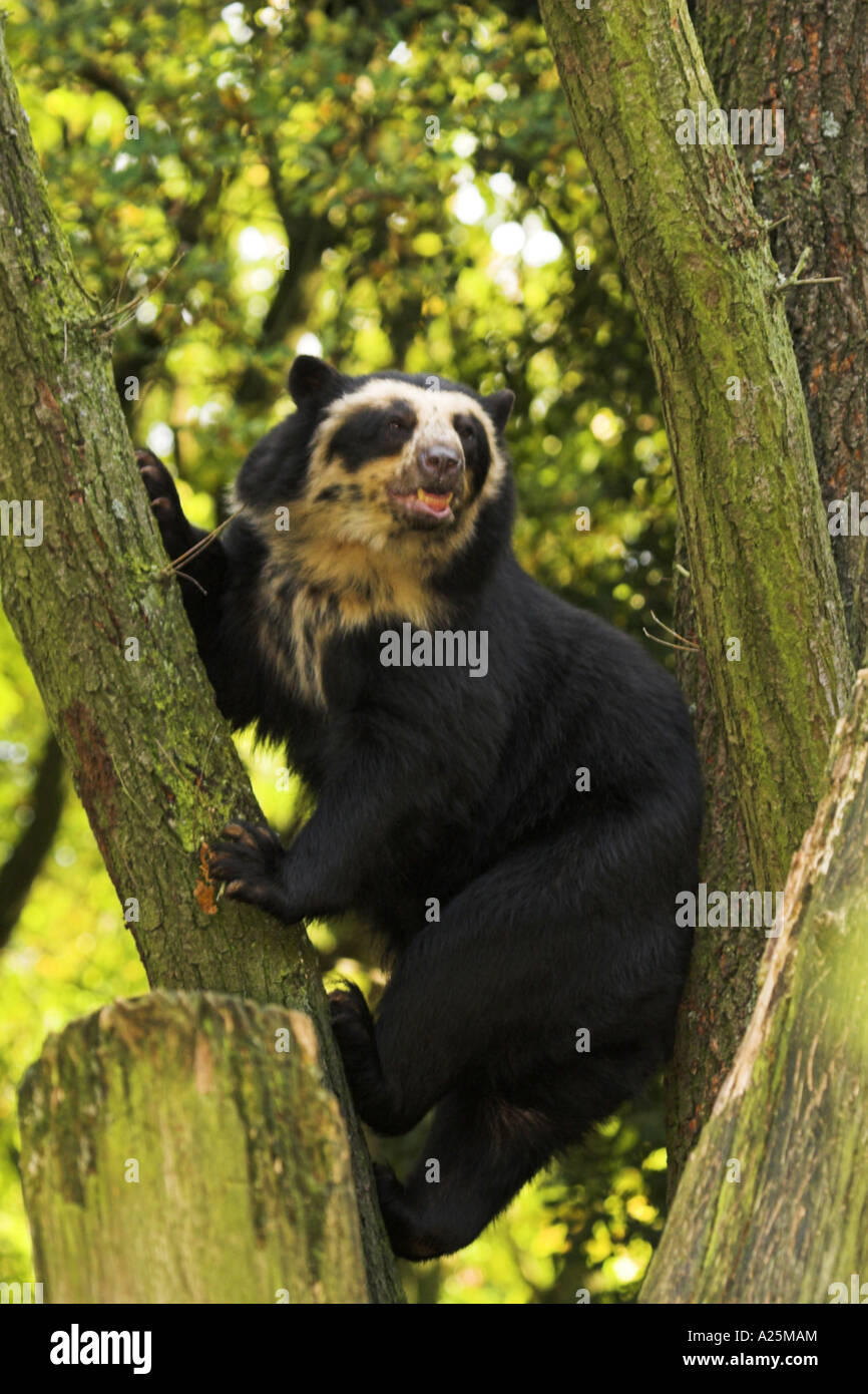Spectacled bear tremarctos ornatus climbing hi-res stock photography ...
