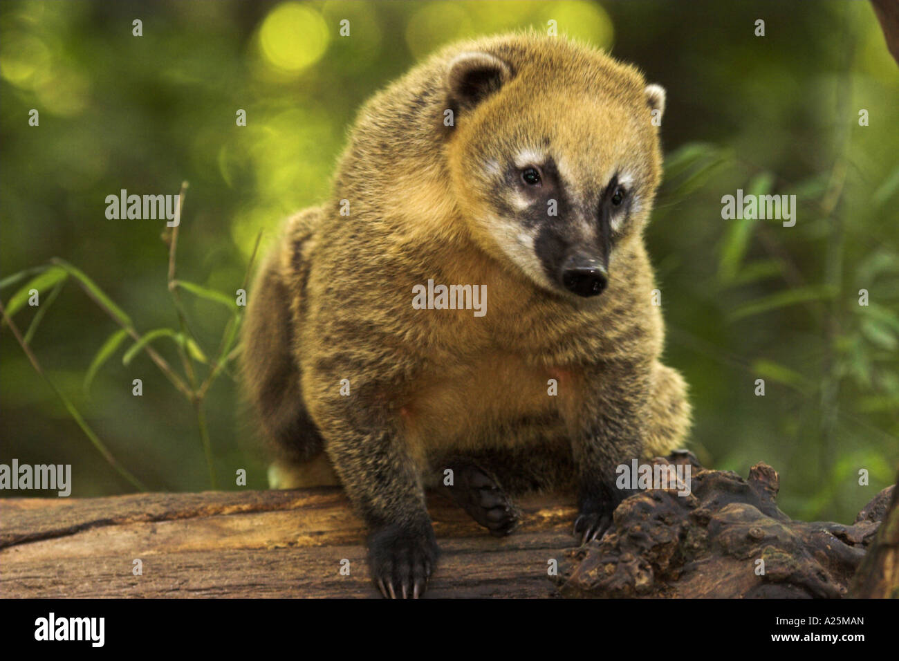 coatimundi, common coati, brown-nosed coati (Nasua nasua), sitting ...