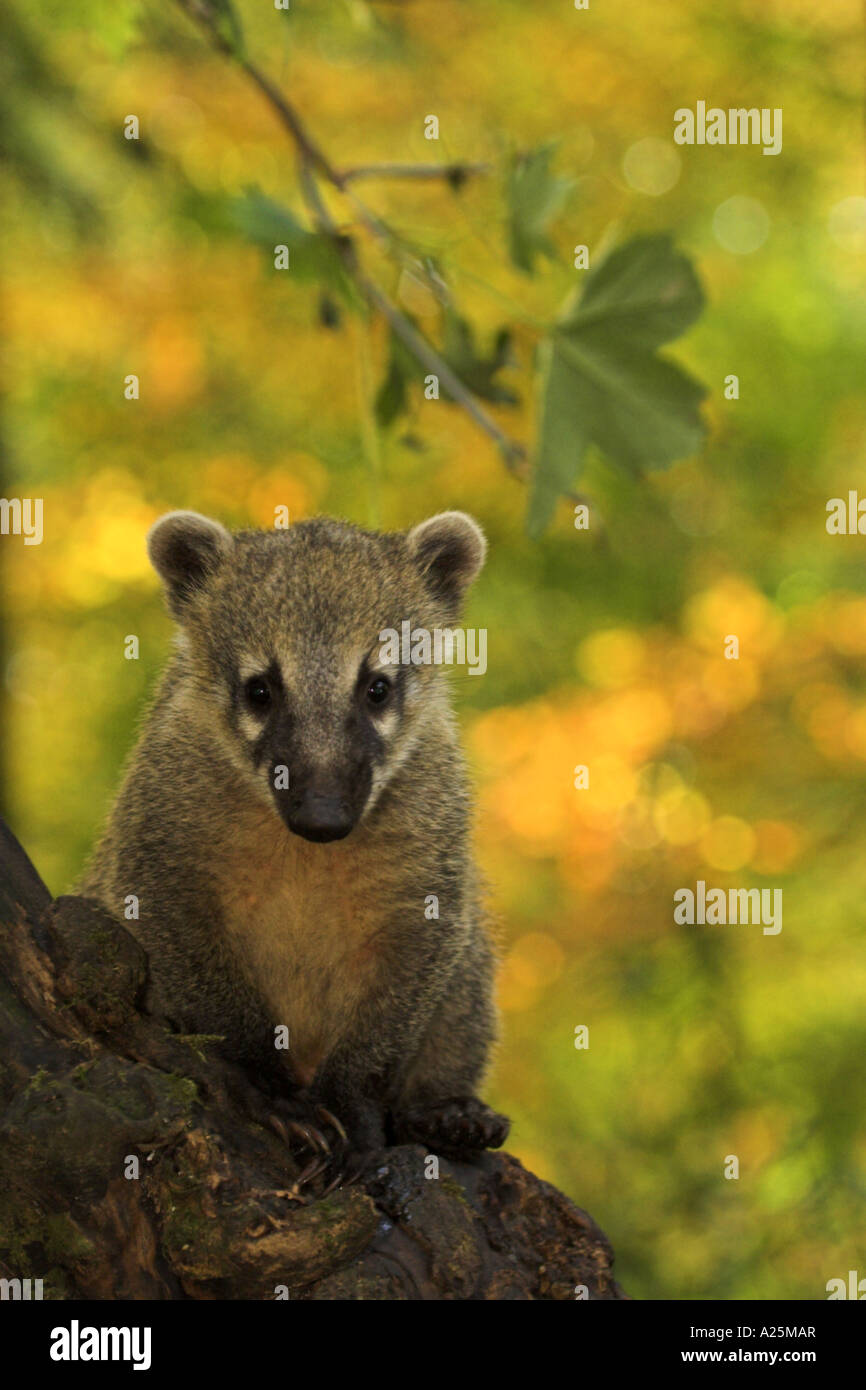 coatimundi, common coati, brown-nosed coati (Nasua nasua), portrait ...