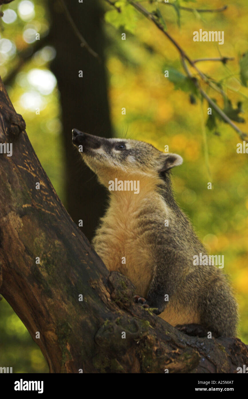 coatimundi, common coati, brown-nosed coati (Nasua nasua), climbing ...
