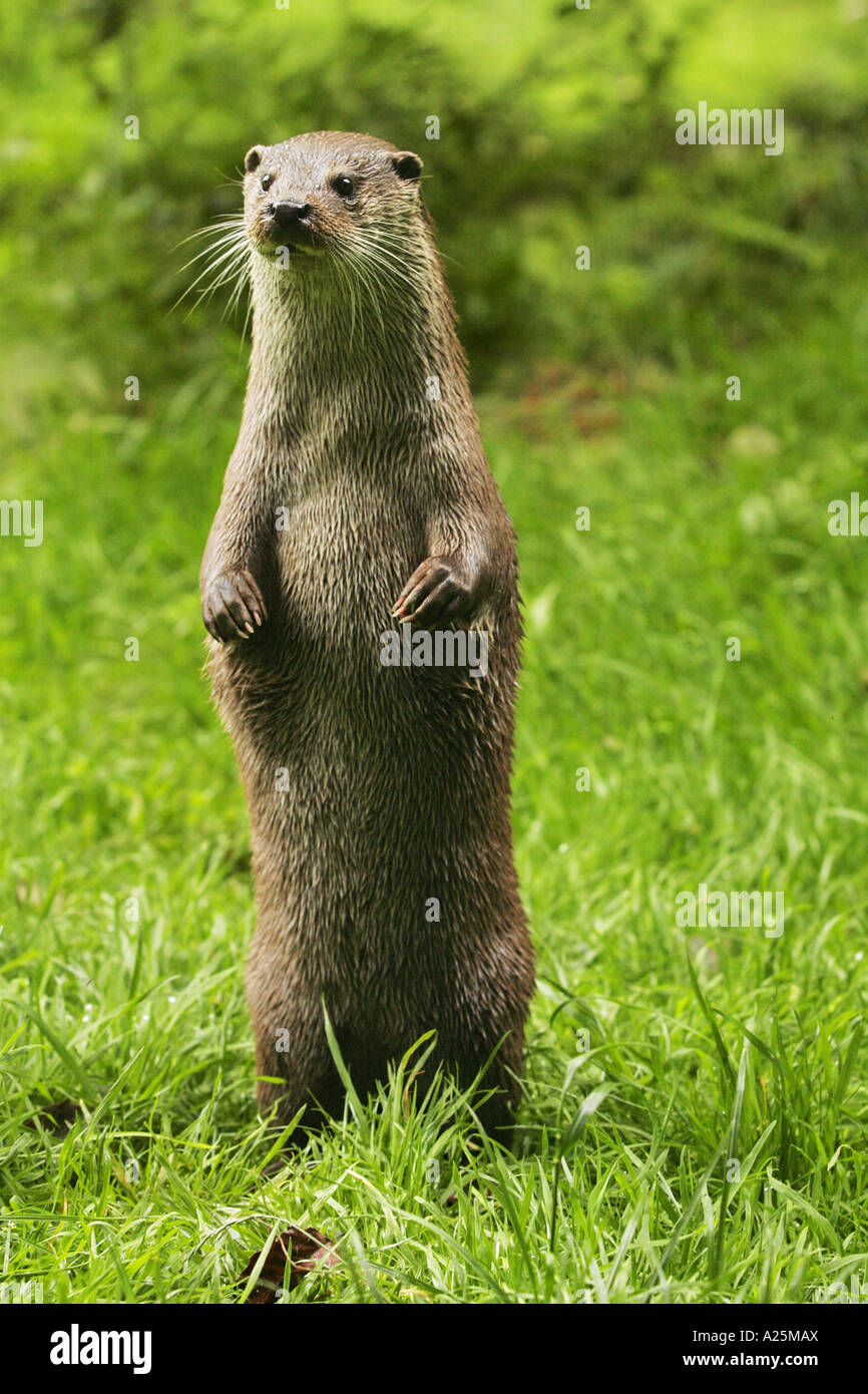 European river otter, European Otter, Eurasian Otter (Lutra lutra ...