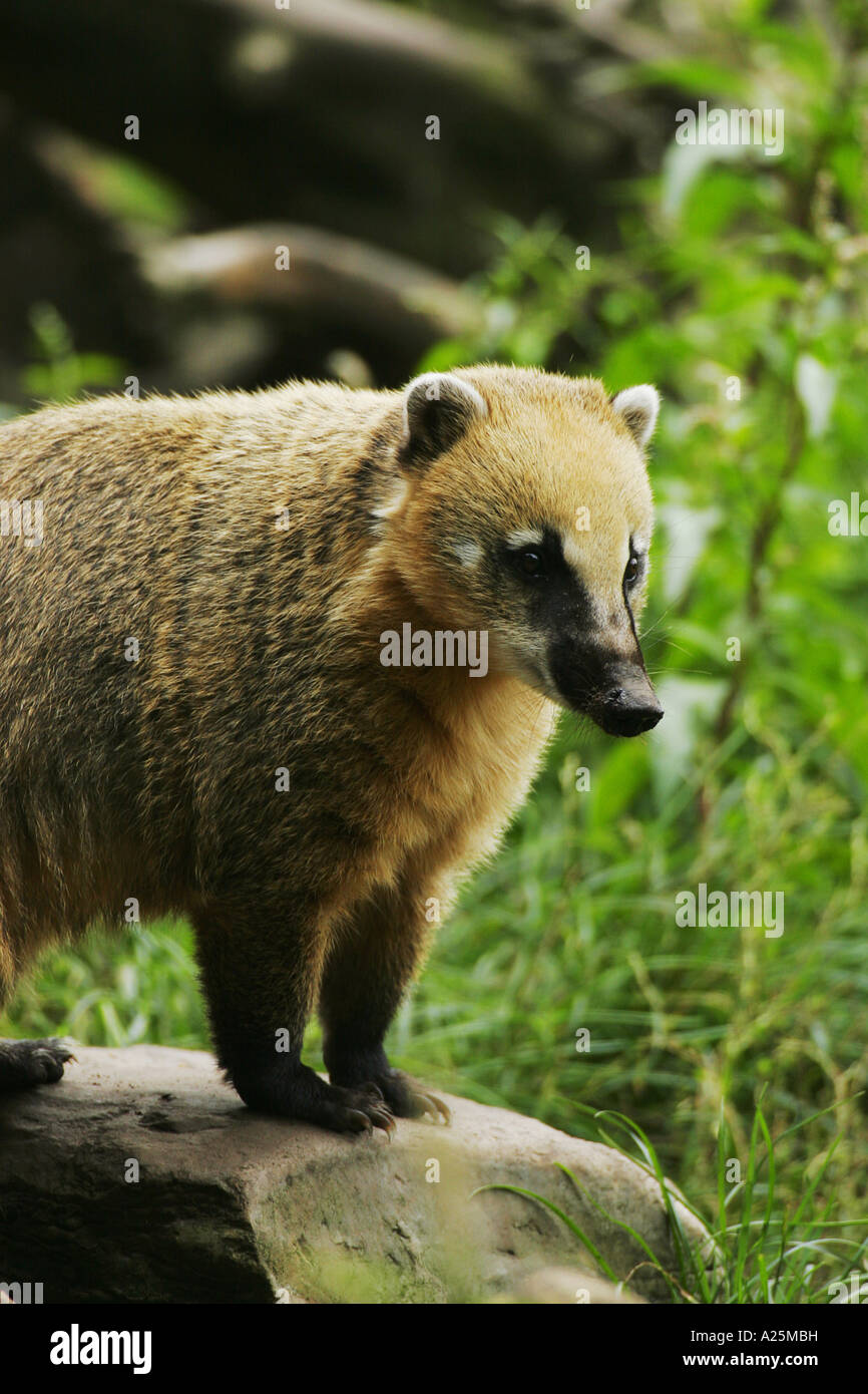 coatimundi, common coati, brown-nosed coati (Nasua nasua), standing on ...