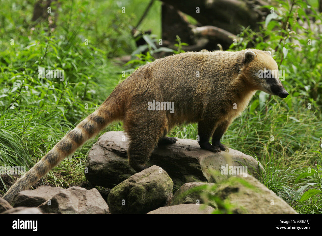 coatimundi, common coati, brown-nosed coati (Nasua nasua), standing on ...