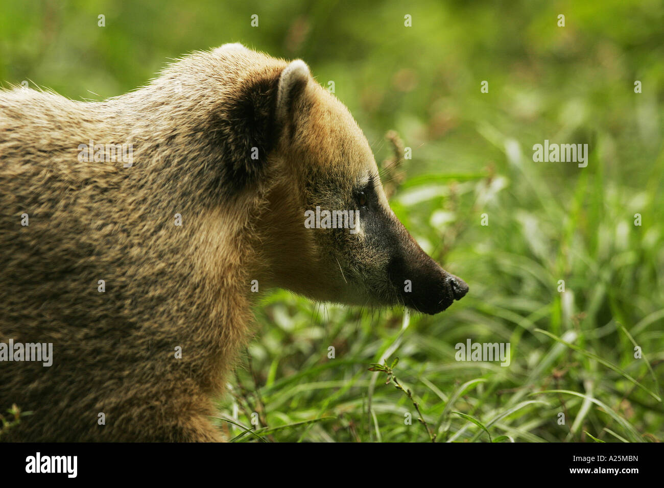 coatimundi, common coati, brown-nosed coati (Nasua nasua), sidewiew of ...