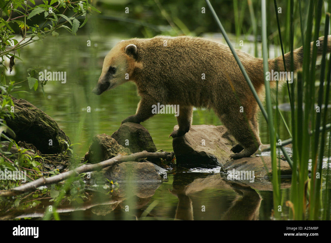 coatimundi, common coati, brown-nosed coati (Nasua nasua), on stones in ...