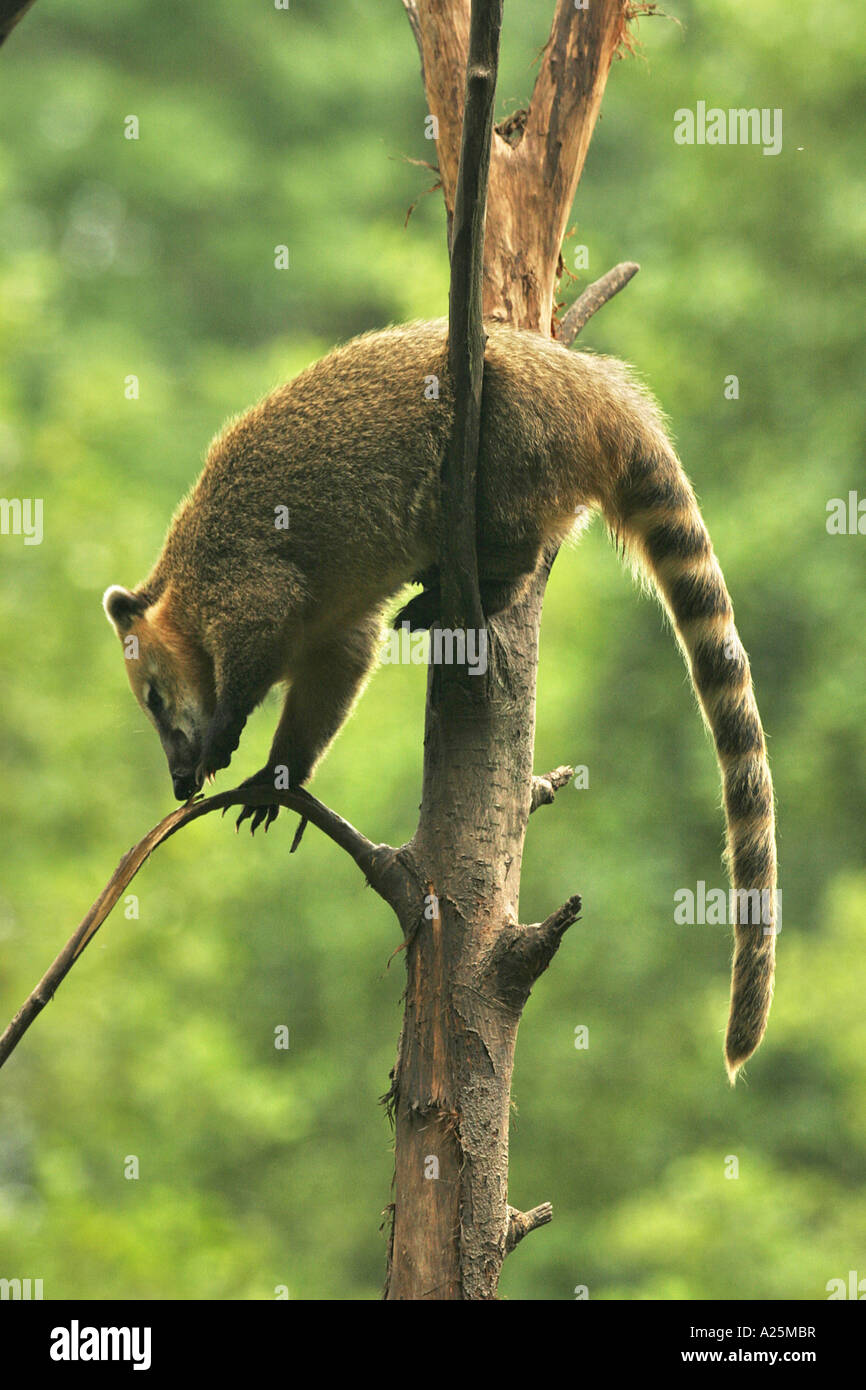 coatimundi, common coati, brown-nosed coati (Nasua nasua), climbing ...