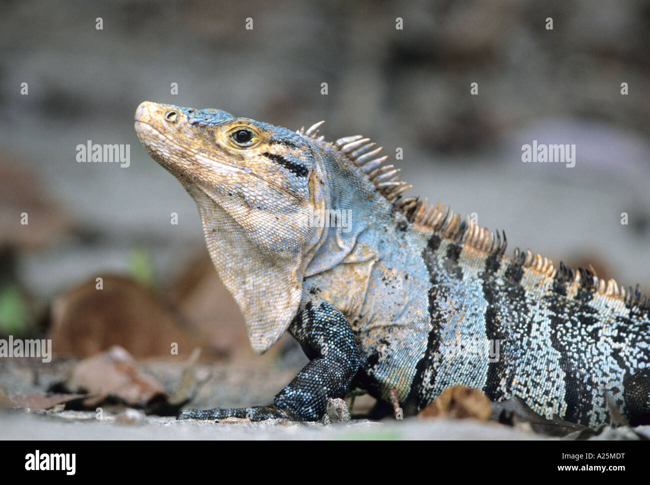bush anole, black iguana (Polychrus peruvianus), portrait, Costa Rica ...