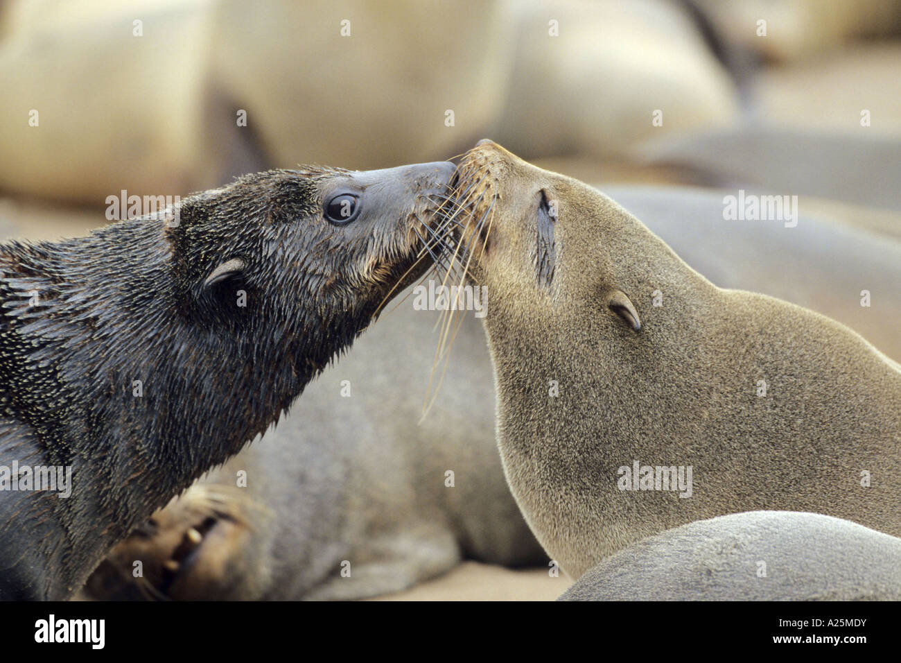 South African fur seal, Cape fur seal (Arctocephalus pusillus), South ...