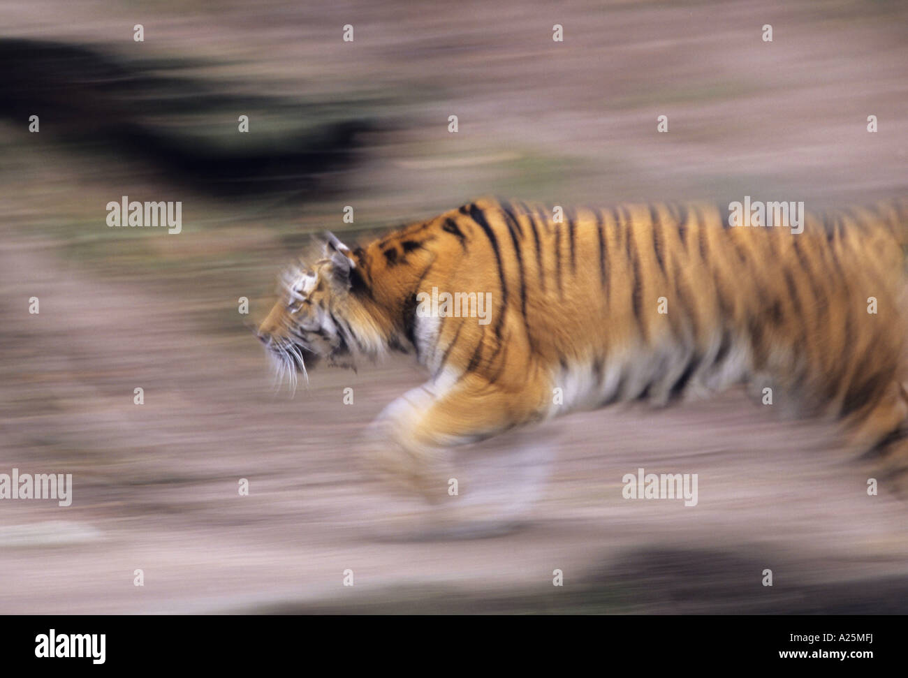 Siberian tiger, Amurian tiger (Panthera tigris altaica), running, India ...