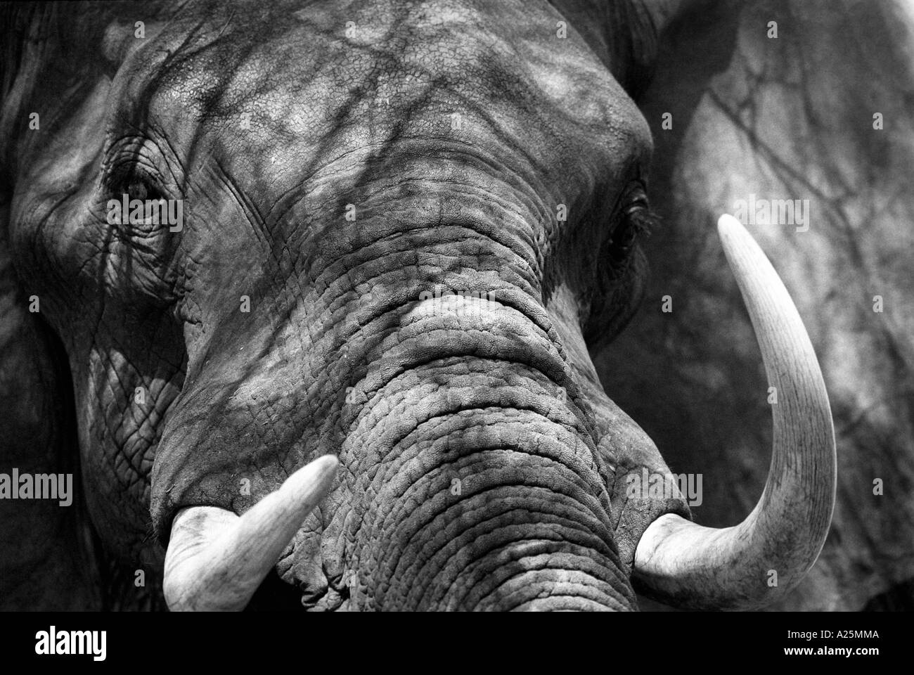 Bull Elephant portrait Stock Photo - Alamy