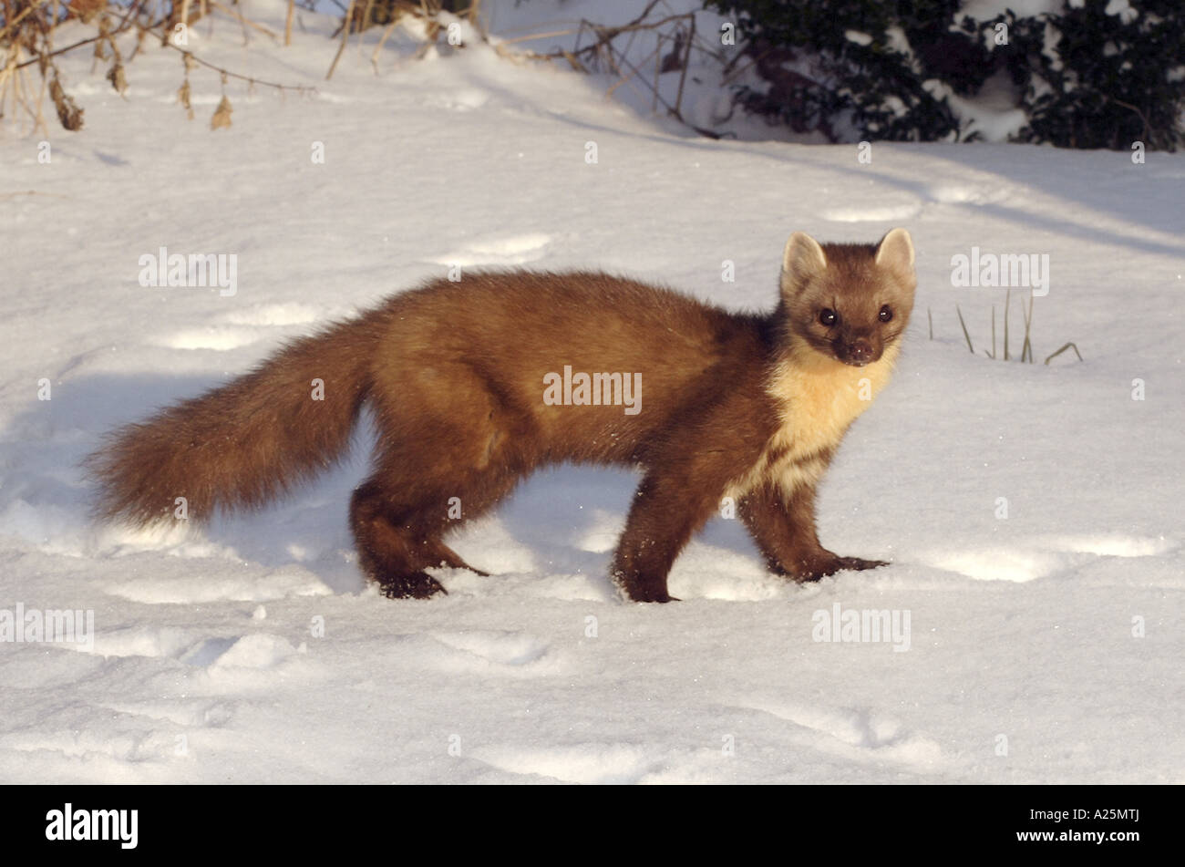 European pine marten (Martes martes), female with winter pelt in snow ...