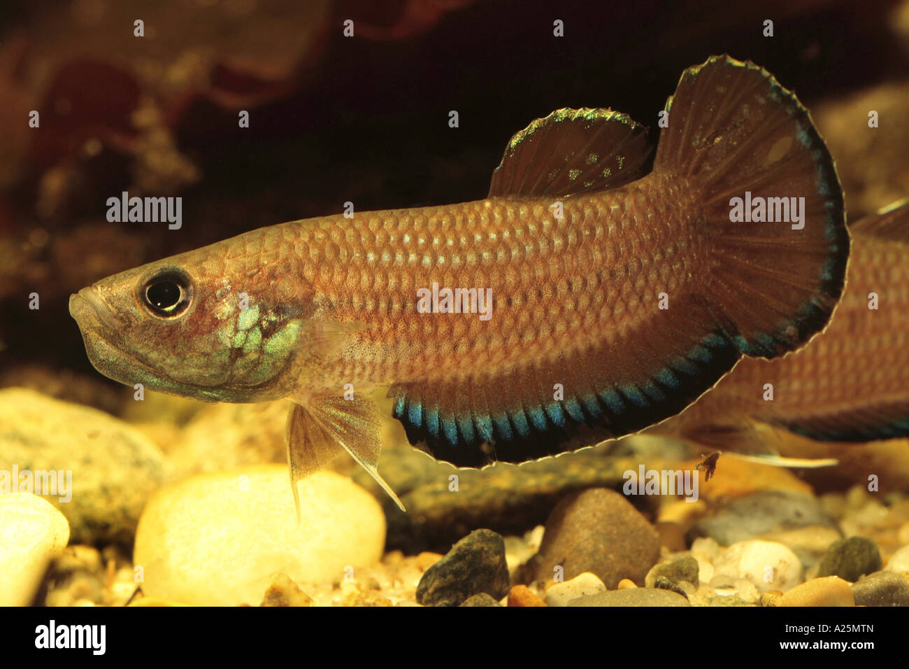 Betta simplex hi-res stock photography and images - Alamy