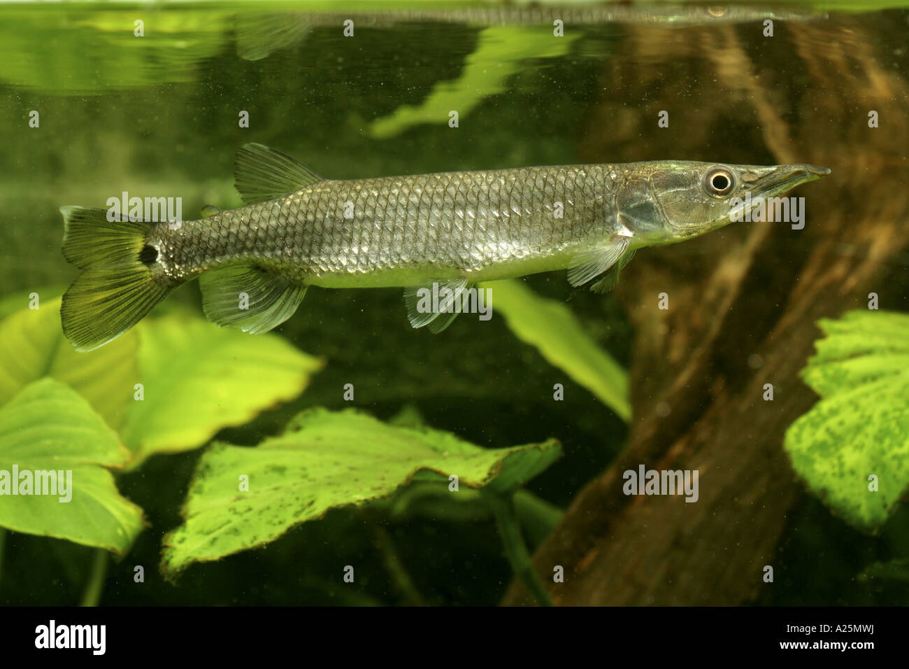 American pike-characids (Ctenolucius hujeta), male 15 cm Stock Photo ...