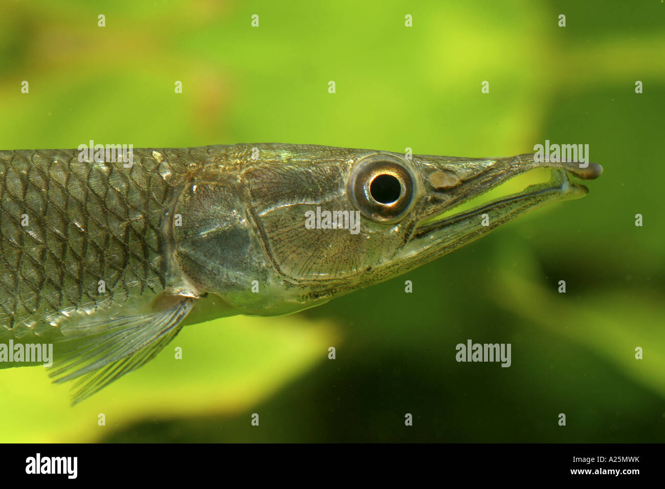 American pike hi-res stock photography and images - Alamy
