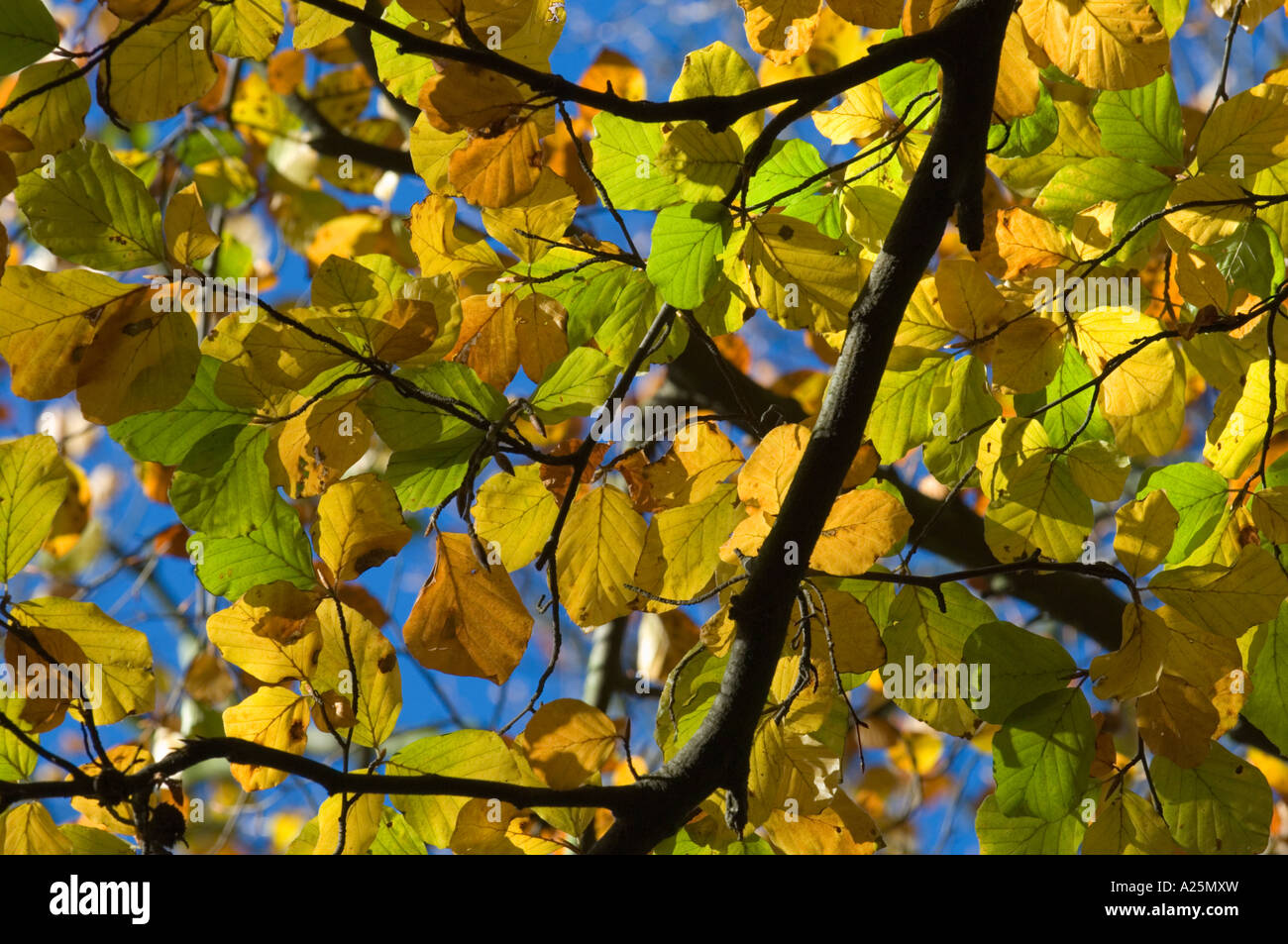 trees; leaves; autumn; fall; colours; forest; england; uk; nature; leaf ...
