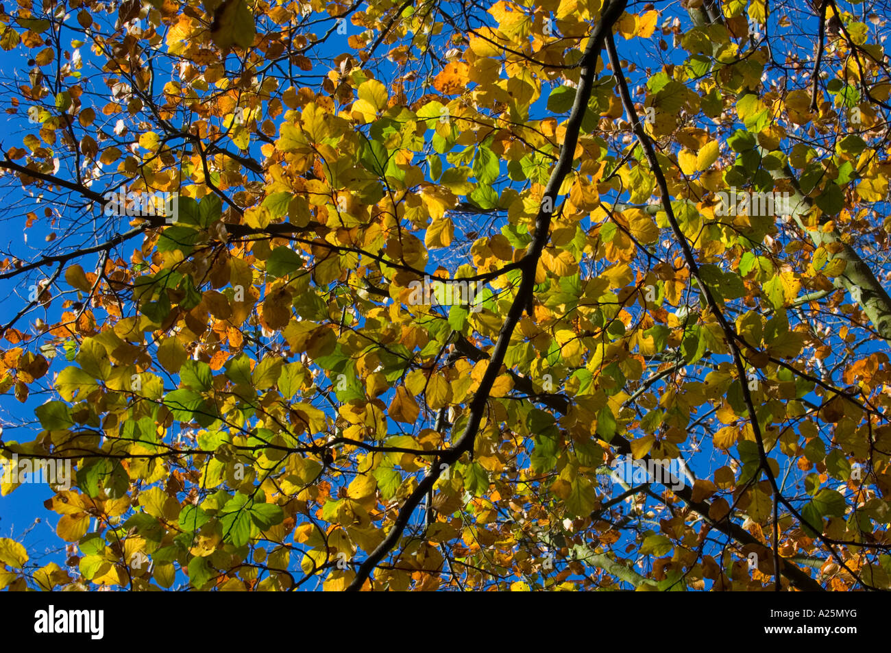 trees; leaves; autumn; fall; colours; forest; england; uk; nature; leaf ...