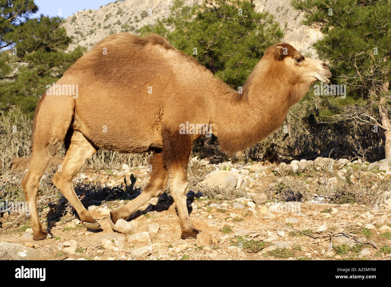 dromedary, one-humped camel (Camelus dromedarius), single animal in ...