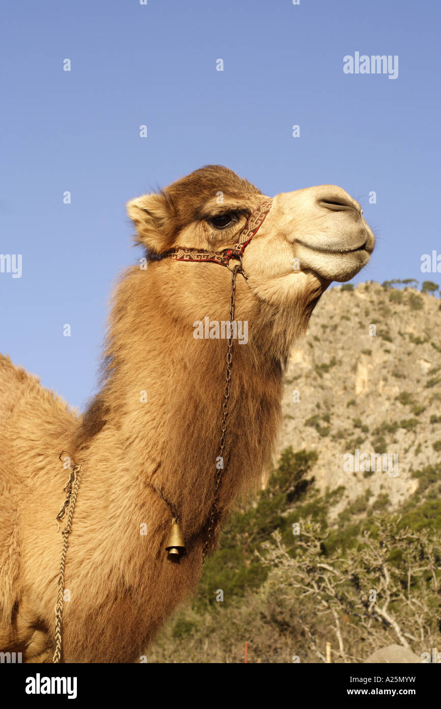 Turkish camel hi-res stock photography and images - Alamy