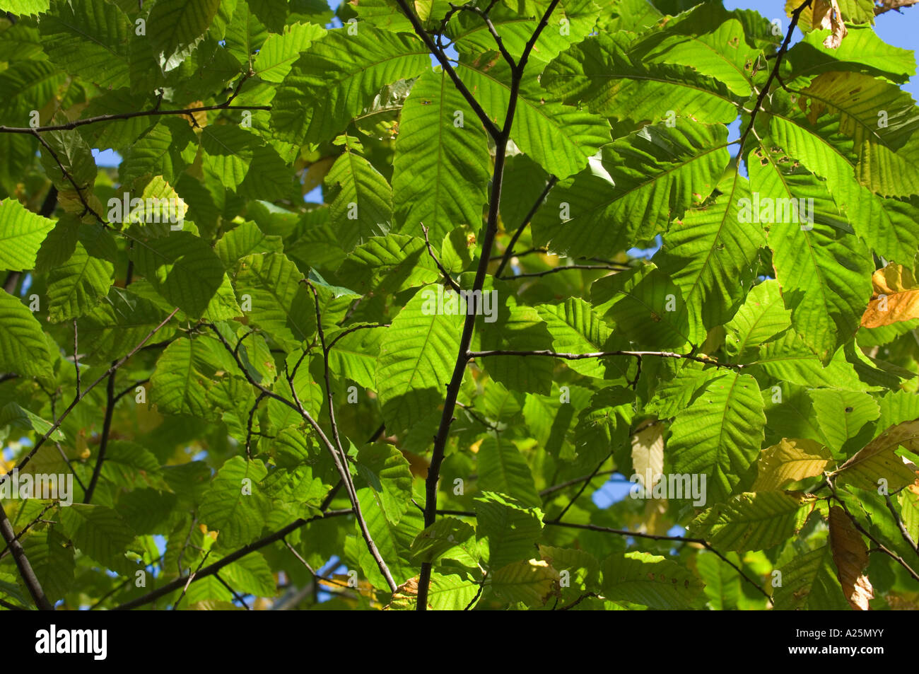 trees; leaves; autumn; fall; colours; forest; england; uk; nature; leaf ...