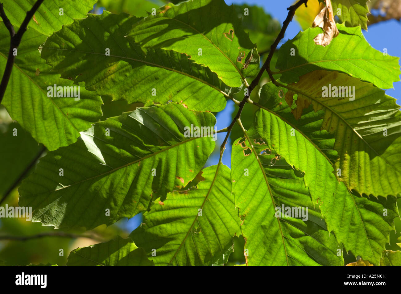 trees; leaves; autumn; fall; colours; forest; england; uk; nature; leaf ...