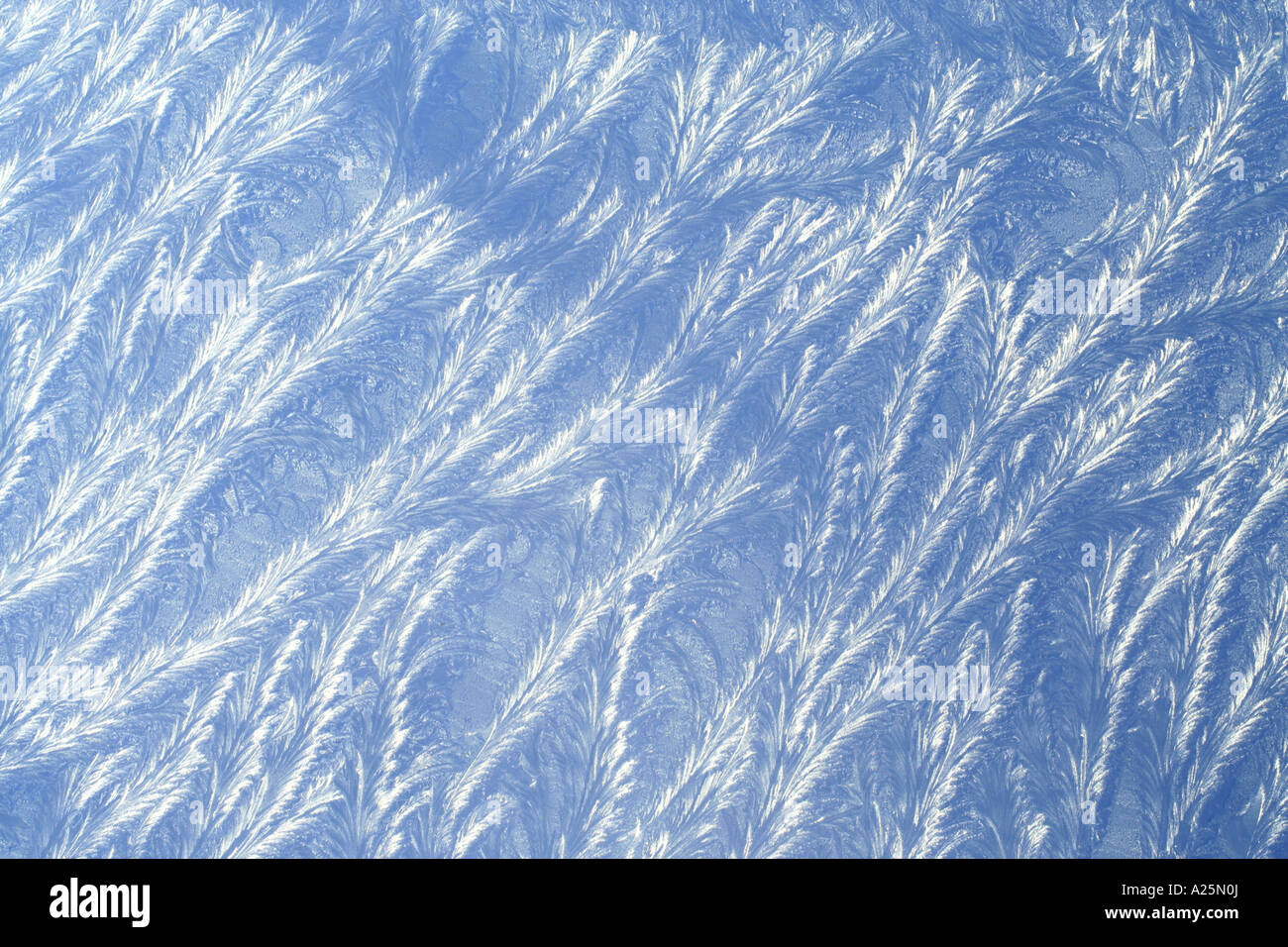 Different shapes of flowers hi-res stock photography and images - Alamy