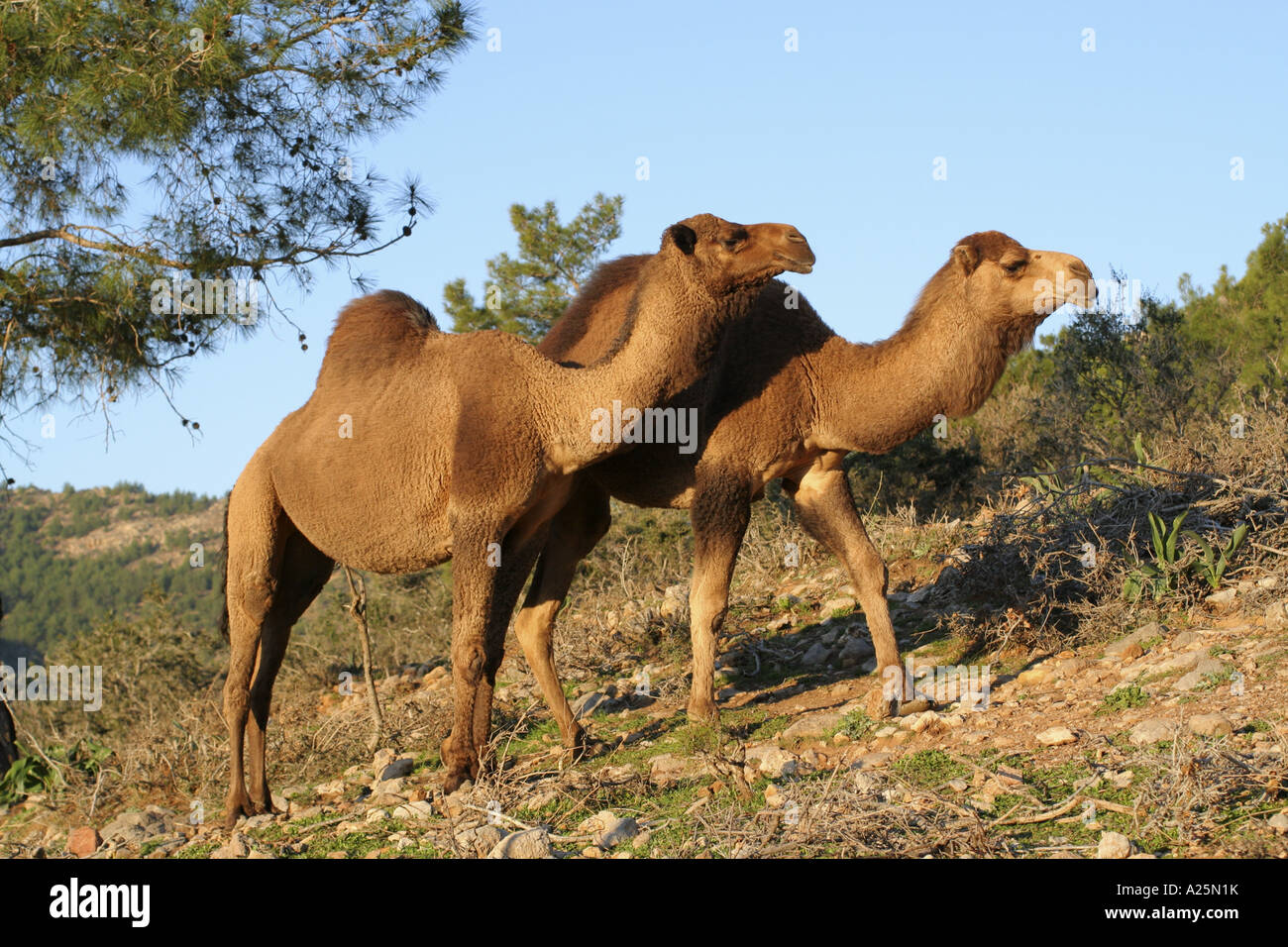 dromedary, one-humped camel (Camelus dromedarius), two animals in the ...