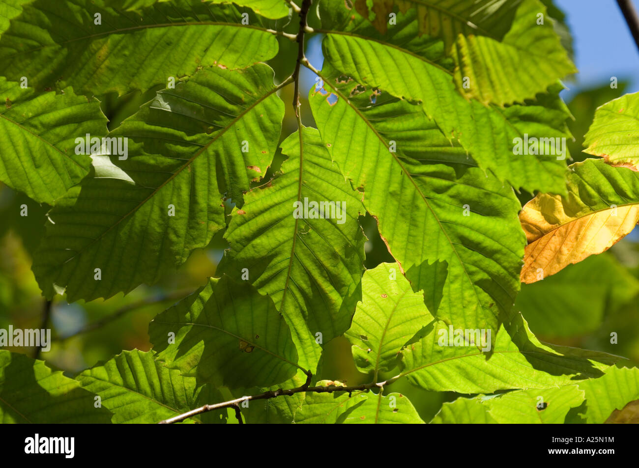 trees; leaves; autumn; fall; colours; forest; england; uk; nature; leaf ...