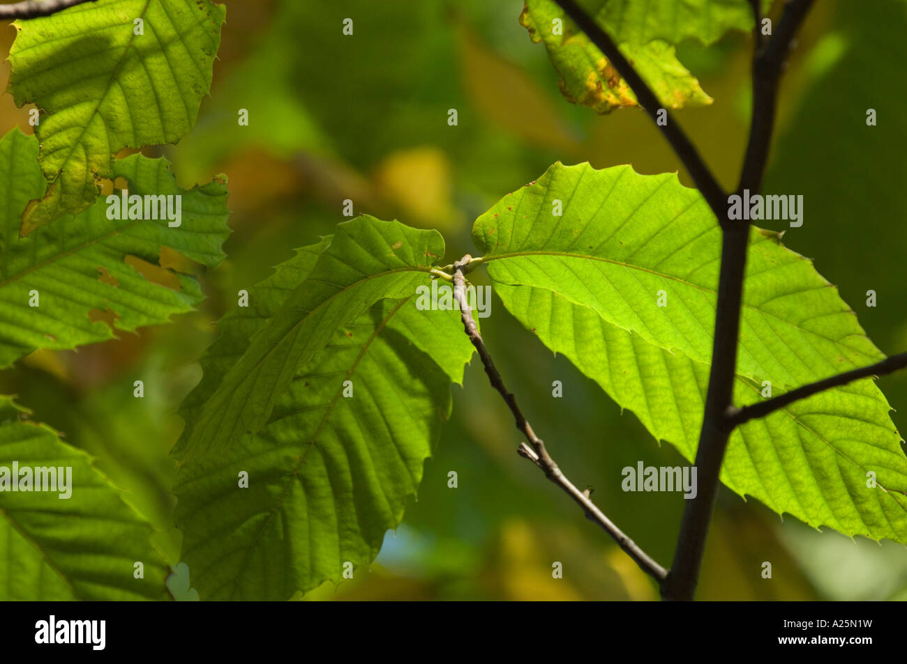 trees; leaves; autumn; fall; colours; forest; england; uk; nature; leaf ...