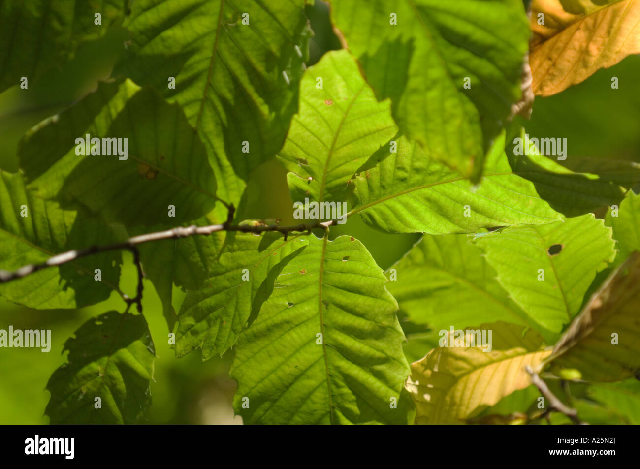 trees; leaves; autumn; fall; colours; forest; england; uk; nature; leaf ...