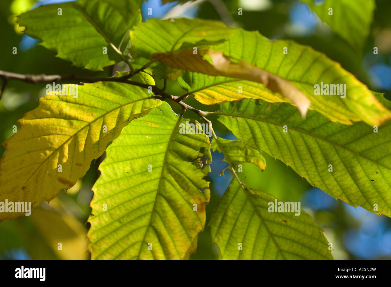 trees; leaves; autumn; fall; colours; forest; england; uk; nature; leaf ...