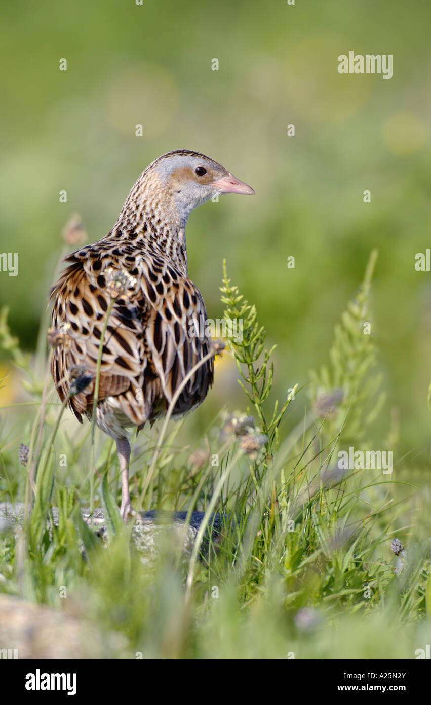 Crex hi-res stock photography and images - Alamy