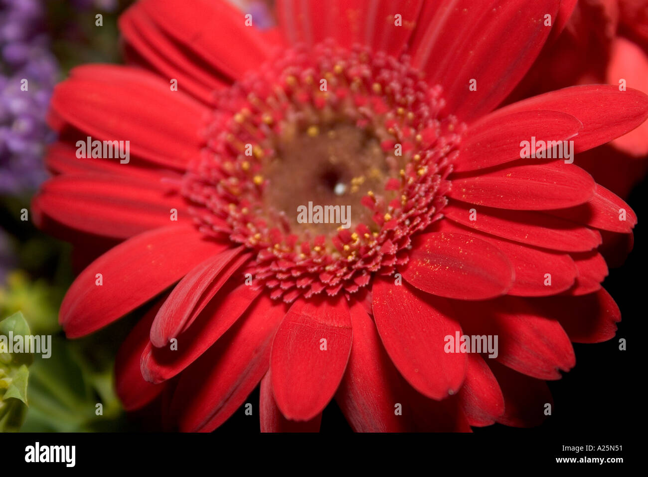 Garbera High Resolution Stock Photography and Images - Alamy
