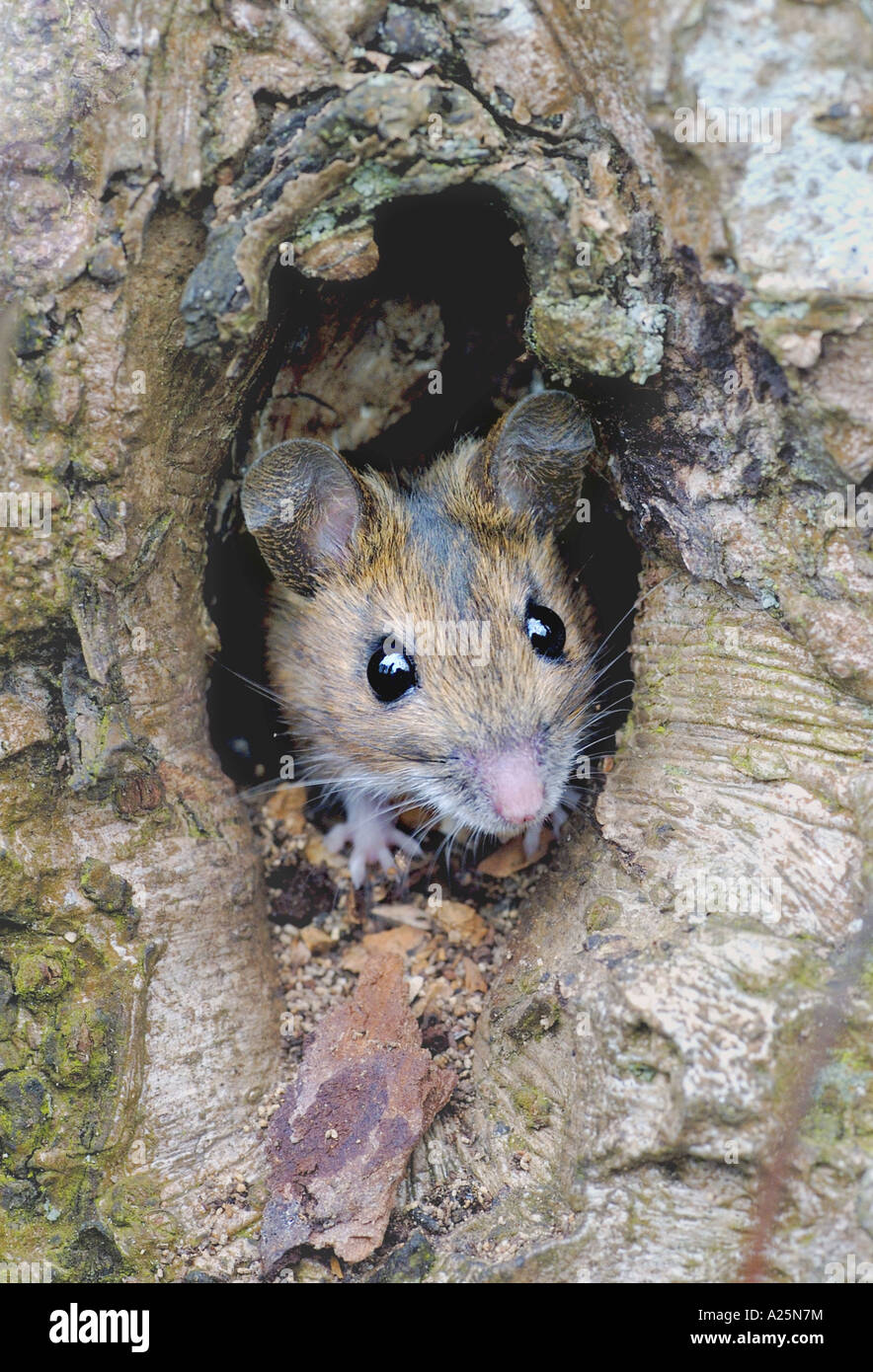 wood mouse, long-tailed field mouse (Apodemus sylvaticus), peeping from ...